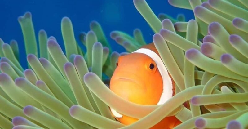 From Naha Scuba Diving Trip in Kerama(For Certified Divers) - Inclusions and Equipment