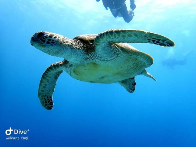 From Naha Scuba Diving Trip in Kerama(For Certified Divers) - Customer Experience