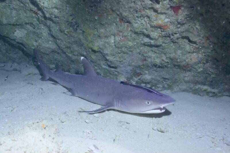 From Naha Scuba Diving Trip in Kerama(For Certified Divers) - Frequently Asked Questions