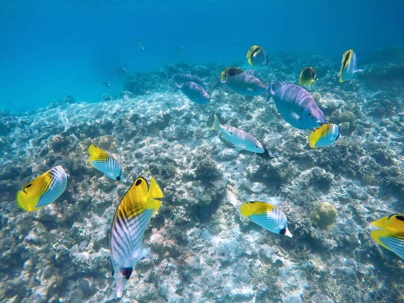 From Naha: Tokashiki Island Day Trip - Who Will Love This Tour?