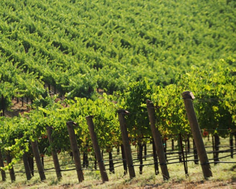 From Napa: Private Wine Tour to Guerneville - Final Thoughts: Is This Tour Right for You?