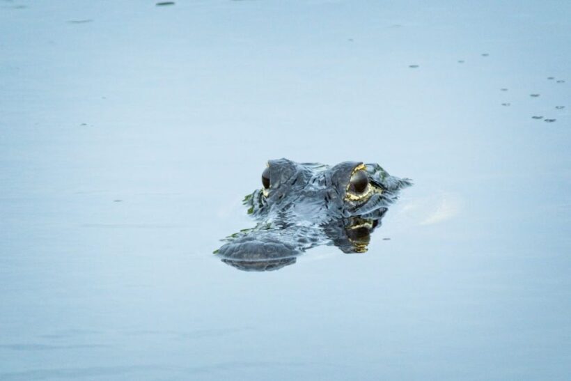 From Naples: 10,000 Islands Boat Trip & Everglades Walk! - Key Points