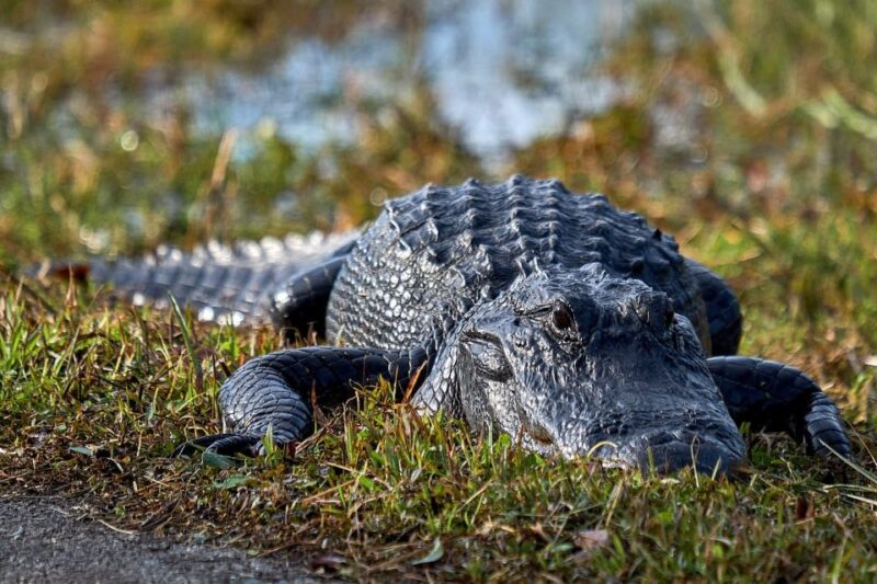 From Naples: 10,000 Islands Boat Trip & Everglades Walk! - The Experience in Detail