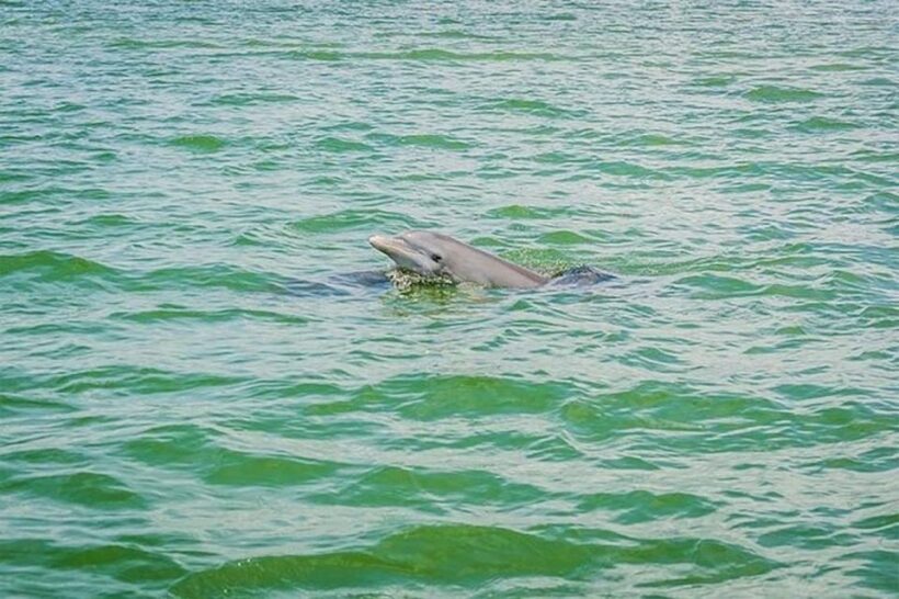 From Naples, FL: Marco Island Mangroves Kayak or Paddle Tour - The Sum Up