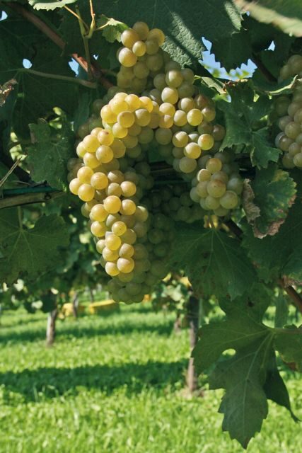 From Naples: Irpinia Wine Tour with 6 Tastings - Key Points