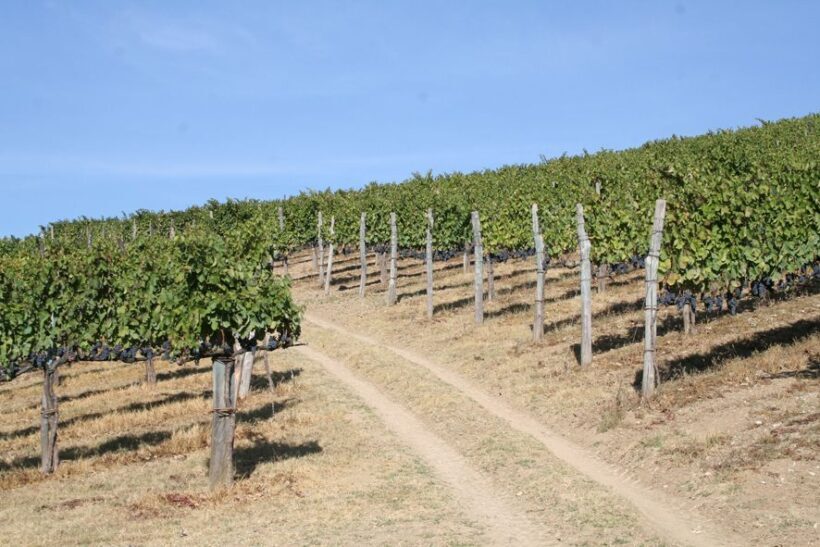From Naples: Irpinia Wine Tour with 6 Tastings - Practical Details and Considerations