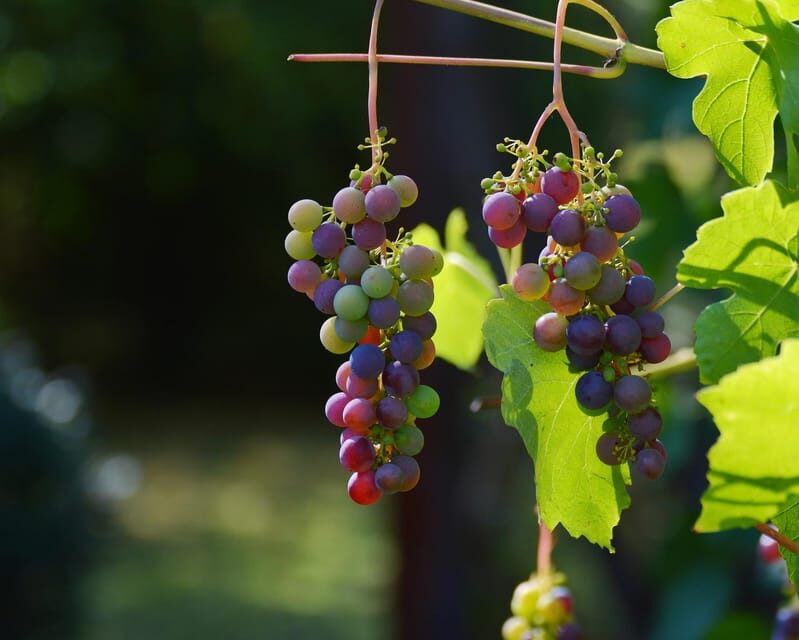 From Naples: Pompeii and Vesuvius Winery Private Tour - Frequently Asked Questions