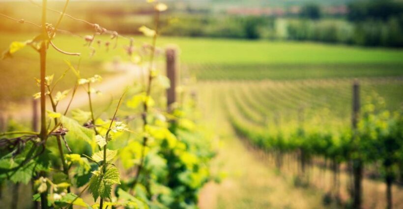 From Naples: Pompeii and Wine Tasting Tour with Lunch - Who is This Tour Best For?