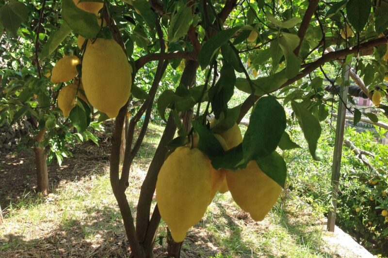 From Naples: Sorrento and Capri on Your Own - Optional Boat Tour Around Capri