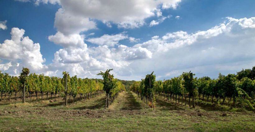 From Naples: wine experience and visit of Fontanarosa - An Overview of the Experience