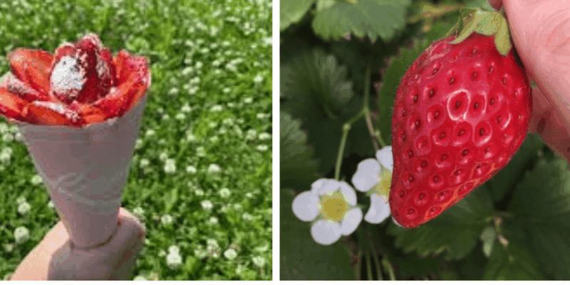 From Nara: Sock Factory Tour, Strawberry Picking, and Lunch - Frequently Asked Questions
