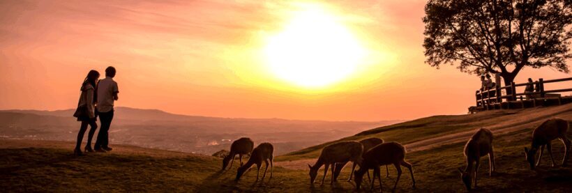 From Nara:Half-Day Bus Tour to UNESCO Heritage&Mt. Wakakusa - Who Will Love This Tour?