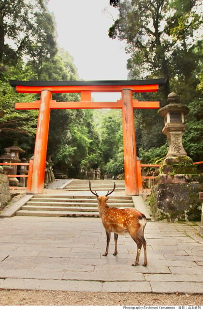 From Nara:Half-Day Bus Tour to UNESCO Heritage&Mt. Wakakusa - FAQ