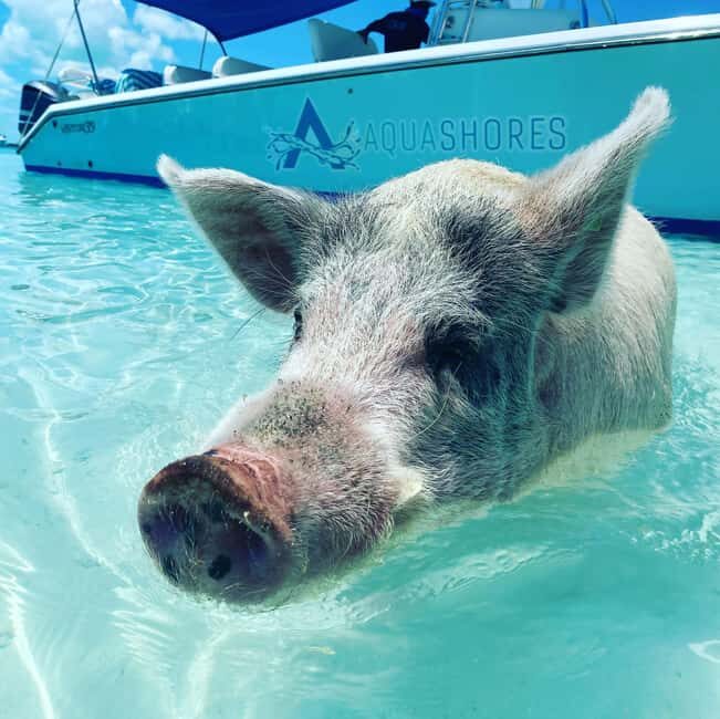 From Nassau: Exuma Powerboat Tour and Pig Beach with Lunch - Introduction