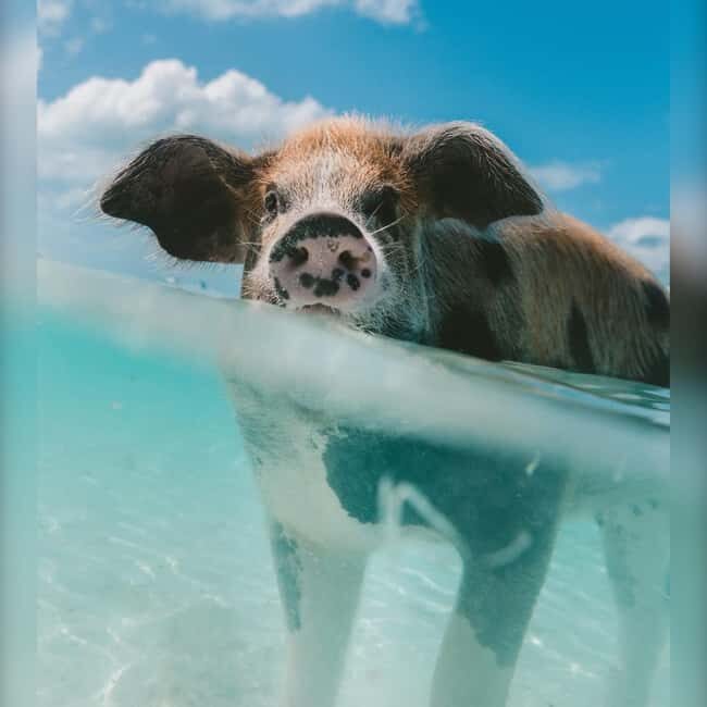 From Nassau: Swim with Pigs Safari - Key Points