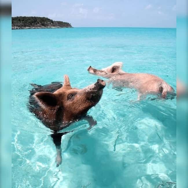 From Nassau: Swim with Pigs Safari - What Makes This Tour Special?