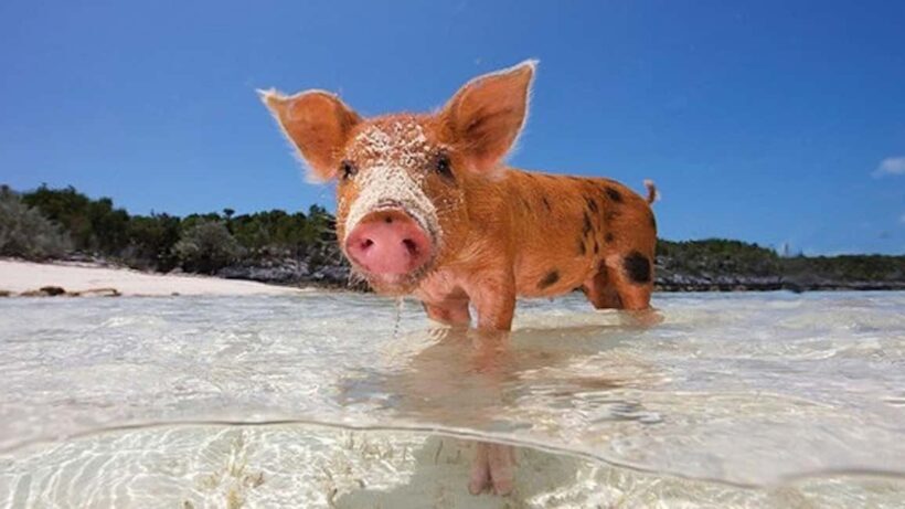 From Nassau: Swim with Pigs Safari - FAQs