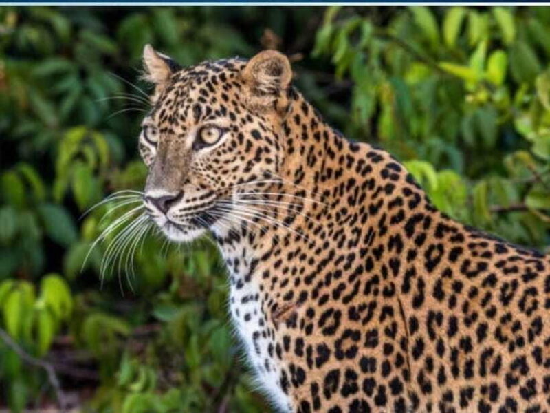 From Negombo: 2-Day Tour to Arugam Bay with Yala Safari - FAQ