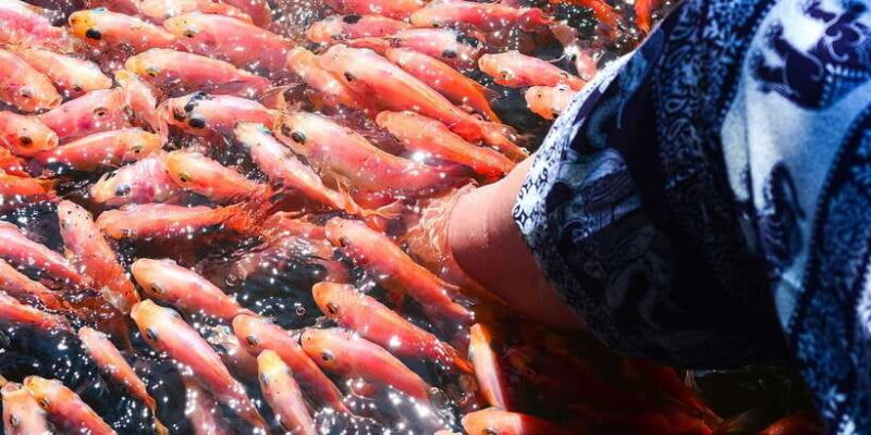 From Negombo: Bentota Full-Day Tour - From Negombo: Bentota Full-Day Tour