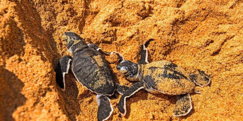 From Negombo: Bentota Full-Day Tour - The Experience from Real Reviews