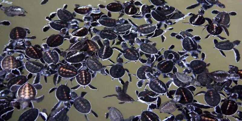 From Negombo: Bentota Full-Day Tour - Practical Tips for Travelers