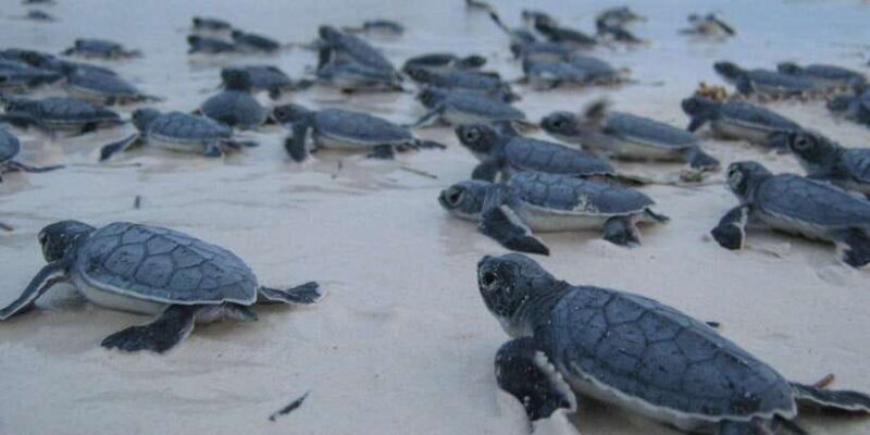 From Negombo: Bentota Full-Day Tour - Who Will Love This Tour?