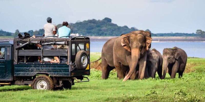 From Negombo: Minneriya National Park Safari Tour - Key Points