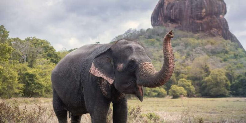 From Negombo: Sigiriya and Dambulla Day Trip - Key Points