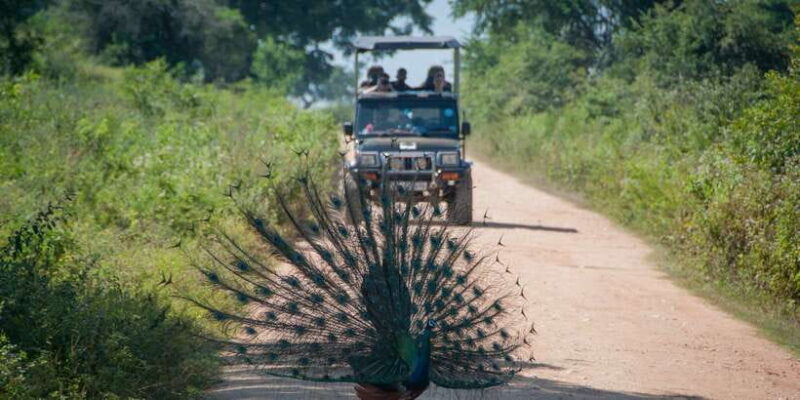 From Negombo: Udawalawa National Park Wildlife Safari - Is It Worth the Price?