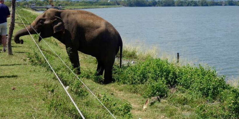 From Negombo: Udawalawa National Park Wildlife Safari - Final Thoughts