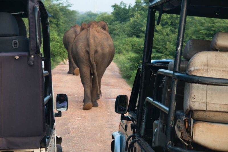 From Negombo: Udawalawa National Park Wildlife Safari - FAQ