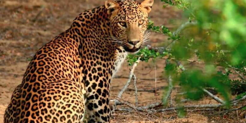 From Negombo: Wilpattu National Park Safari Guided Day Tour - Introduction