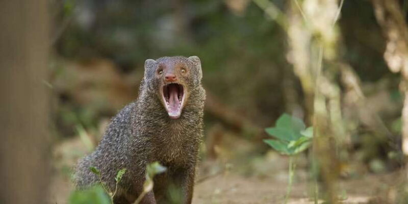 From Negombo: Wilpattu National Park Safari Guided Day Tour - What to Expect on Your Day Trip