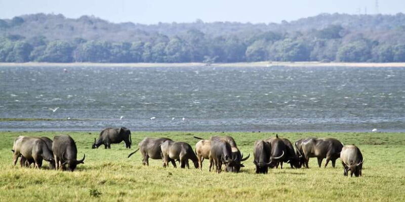 From Negombo: Wilpattu National Park Safari Guided Day Tour - Practical Details