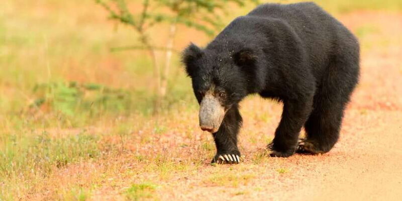 From Negombo: Wilpattu National Park Safari Guided Day Tour - The Balance Between Value and Experience