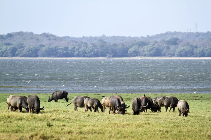 From Negombo: Wilpattu National Park Safari Guided Day Tour - FAQs