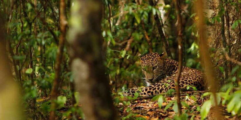 From Negombo: Wilpattu National Park Safari Guided Day Tour - The Sum Up