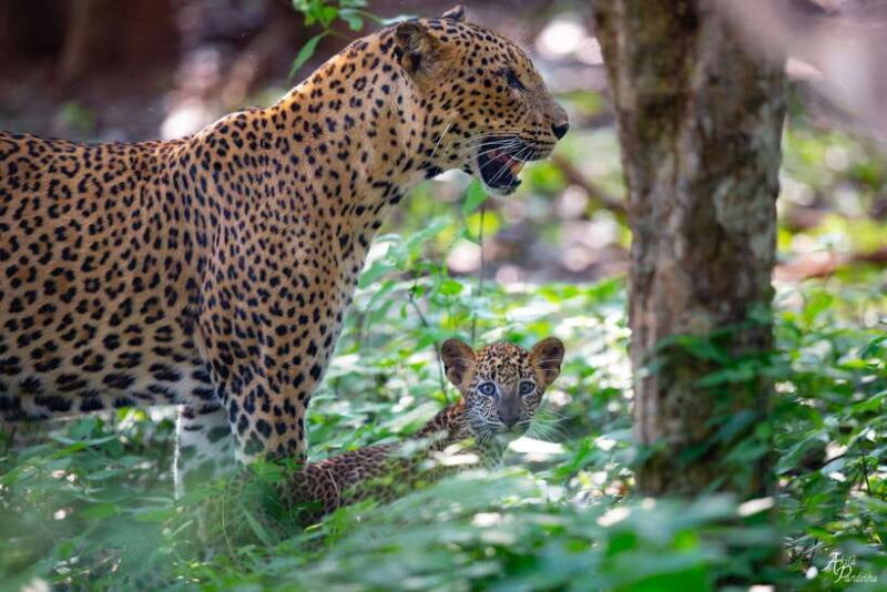 From Negombo: Yala National Park Leopard Safari Day Trip - FAQ