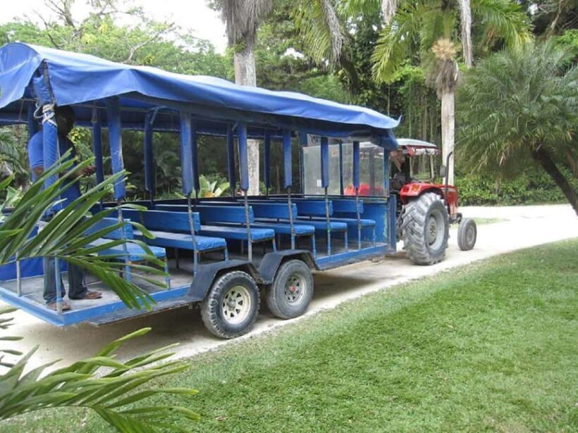 From Negril: YS Falls and the Pelican Bar - Practical Details and What To Expect