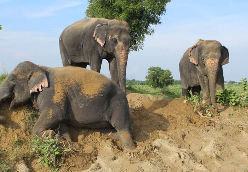 From New Delhi: Taj Mahal and Elephant Conservation Centre - Introduction