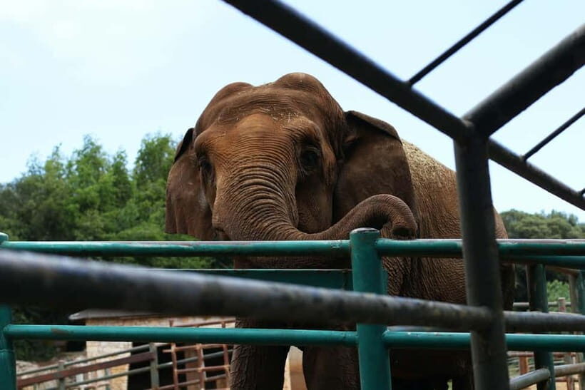 From New Delhi: Taj Mahal and Elephant Conservation Centre - Key Points