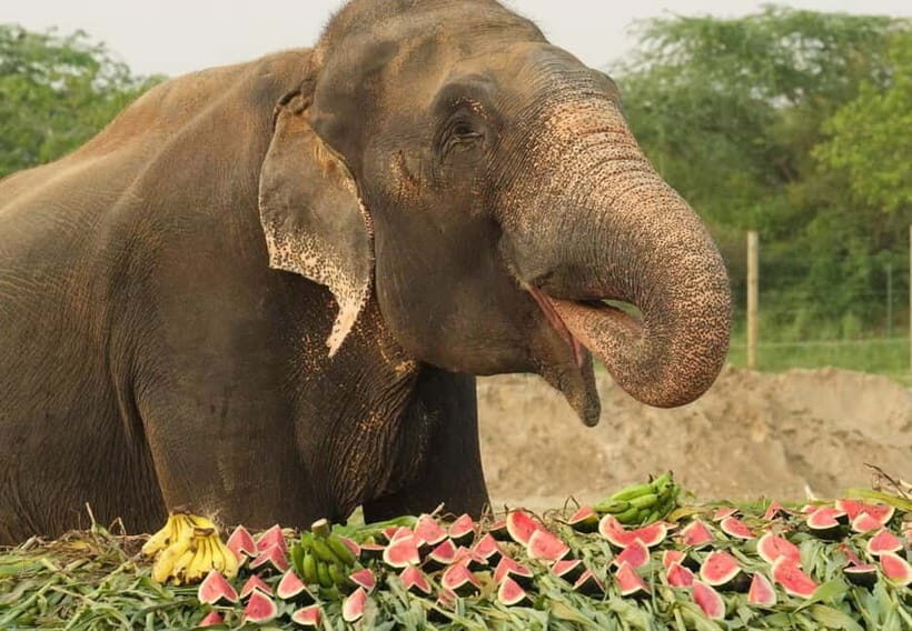 From New Delhi: Taj Mahal and Elephant Conservation Centre - Authentic Experiences and Reviews