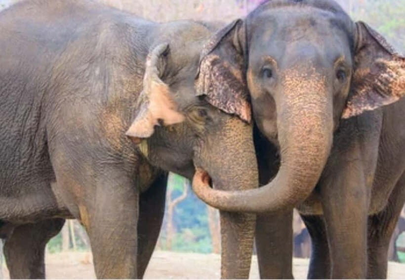 From New Delhi: Taj Mahal Sunrise Tour and Elephant Wildlife - What to Expect: An Authentic Day in Agra