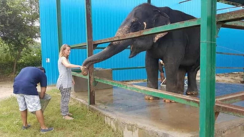 From New Delhi: Taj Mahal Sunrise Tour and Elephant Wildlife - Who Will Love This Tour?