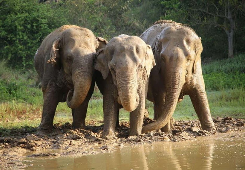 From New Delhi: Taj Mahal Sunrise Tour and Elephant Wildlife - Frequently Asked Questions