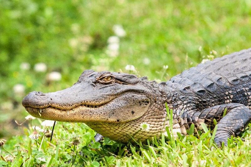 From New Orleans: Airboat Adventure Tour with Transportation - The Scenic Itinerary: What You’ll See