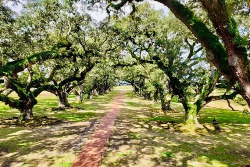From New Orleans: Oak Alley or Laura Plantation Tour - The Sum Up