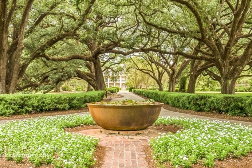 From New Orleans: Oak Alley Plantation Tour - What Makes This Tour Stand Out
