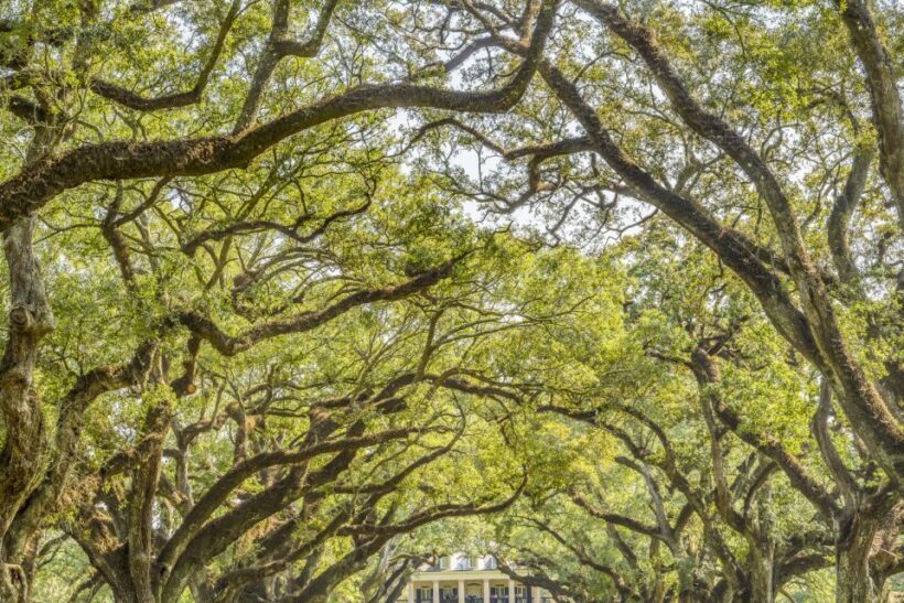 From New Orleans: Oak Alley Plantation Tour - The Sum Up