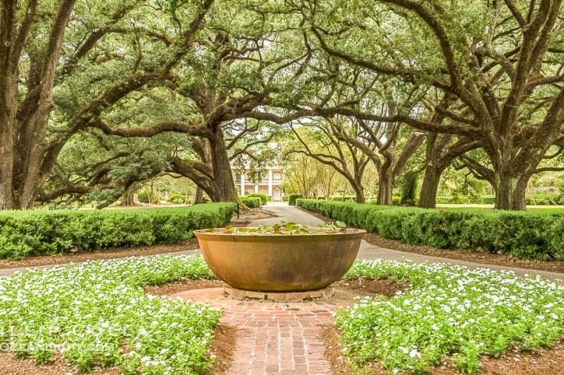 From New Orleans: Oak Alley Plantation Tour - What to Expect: A Step-by-Step Breakdown